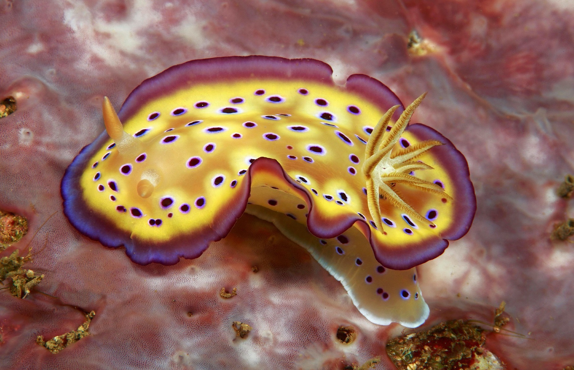 Otherworldly photos of the deep sea - Espresso Mag