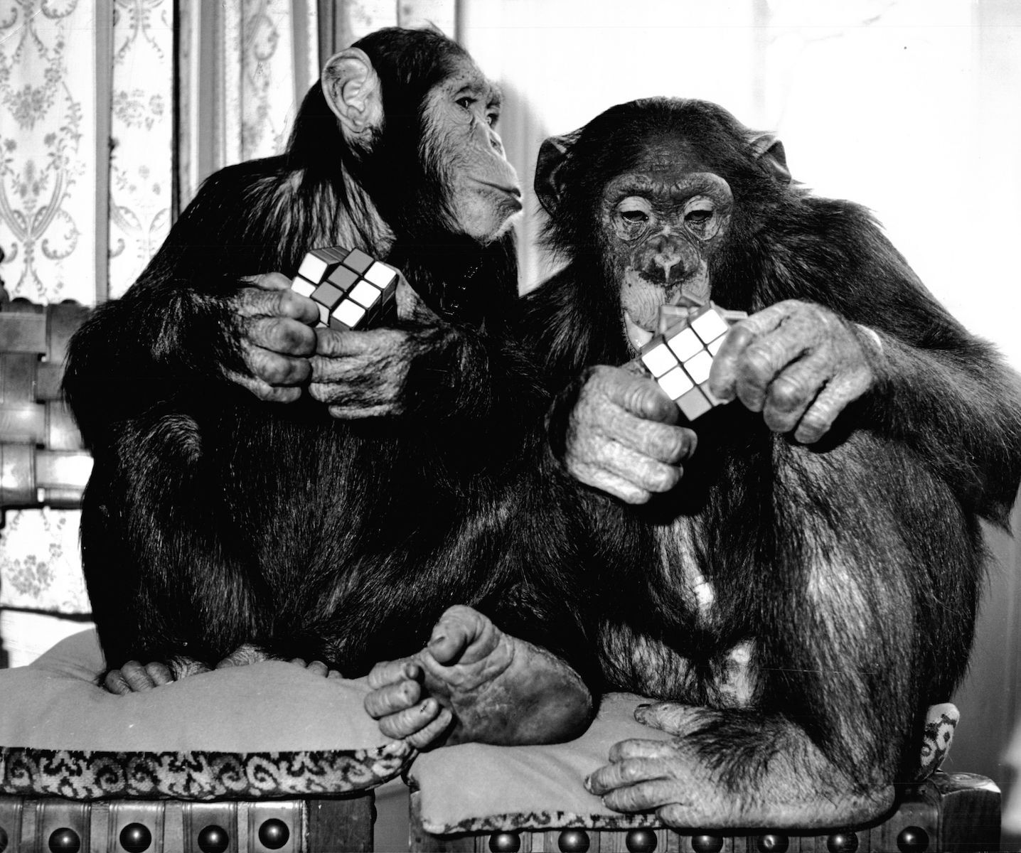 Historical pictures of old zoos from the last centuries - Espresso Mag