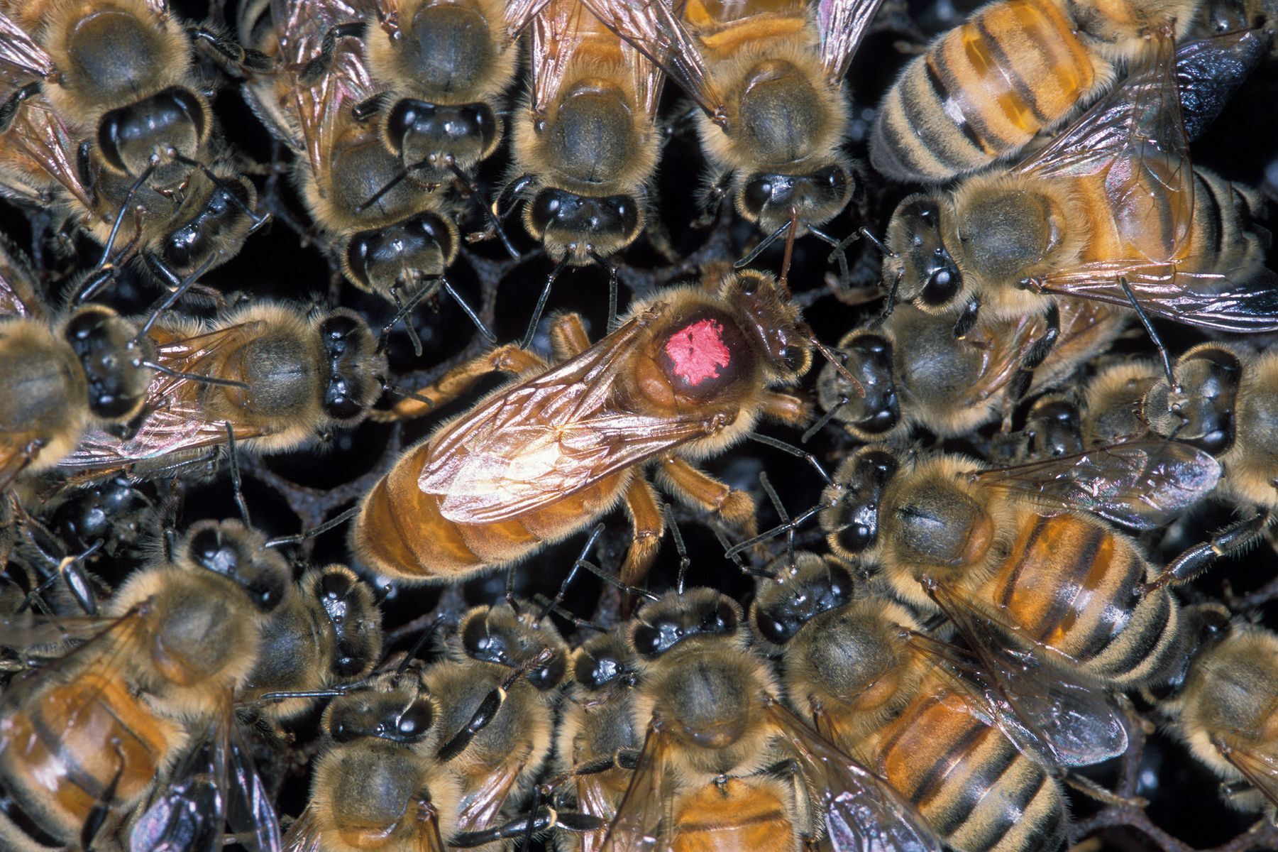 Everything you need to know about bees - Espresso Mag