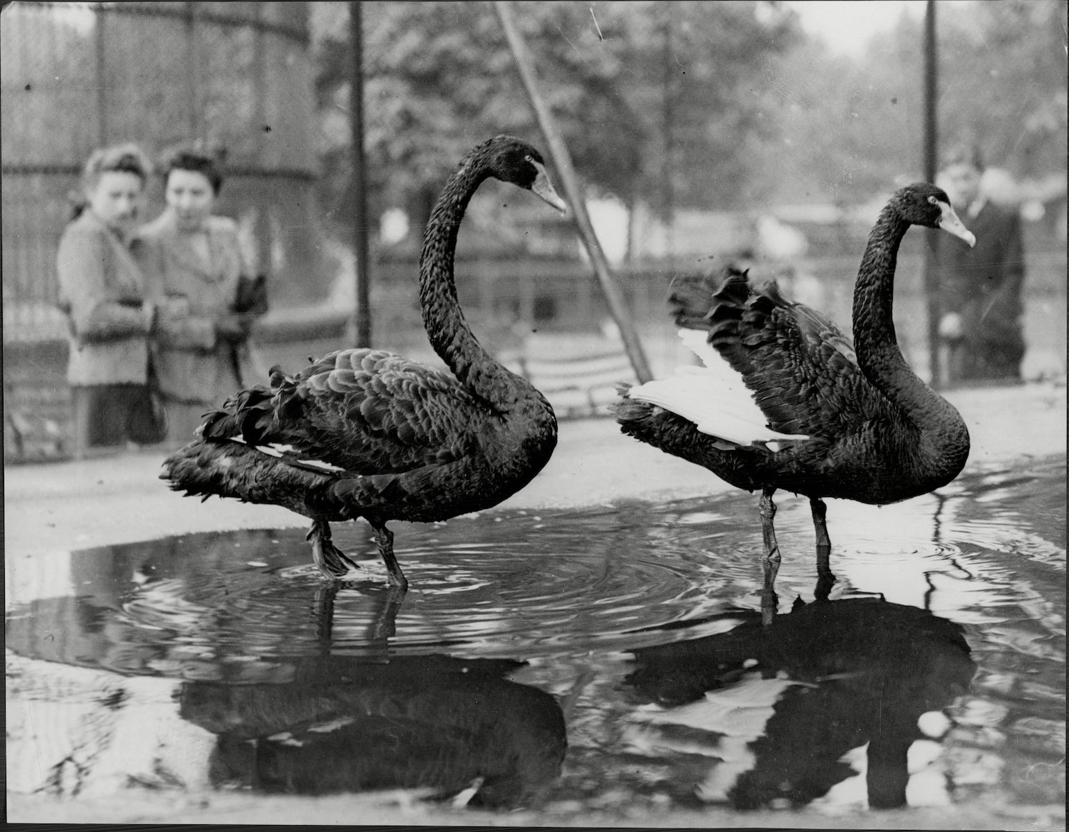 Historical pictures of old zoos from the last centuries - Espresso Mag