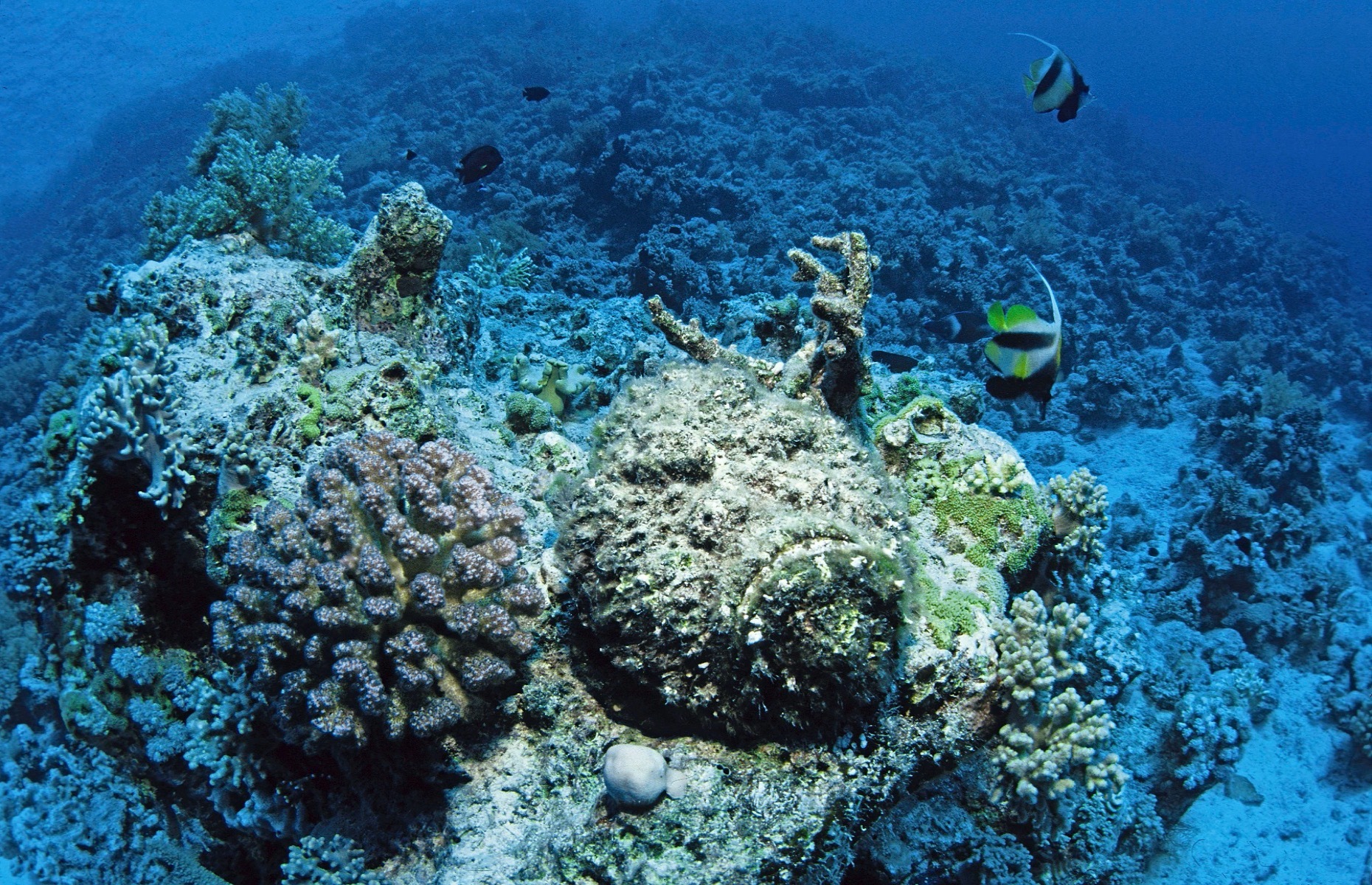 Otherworldly photos of the deep sea - Espresso Mag