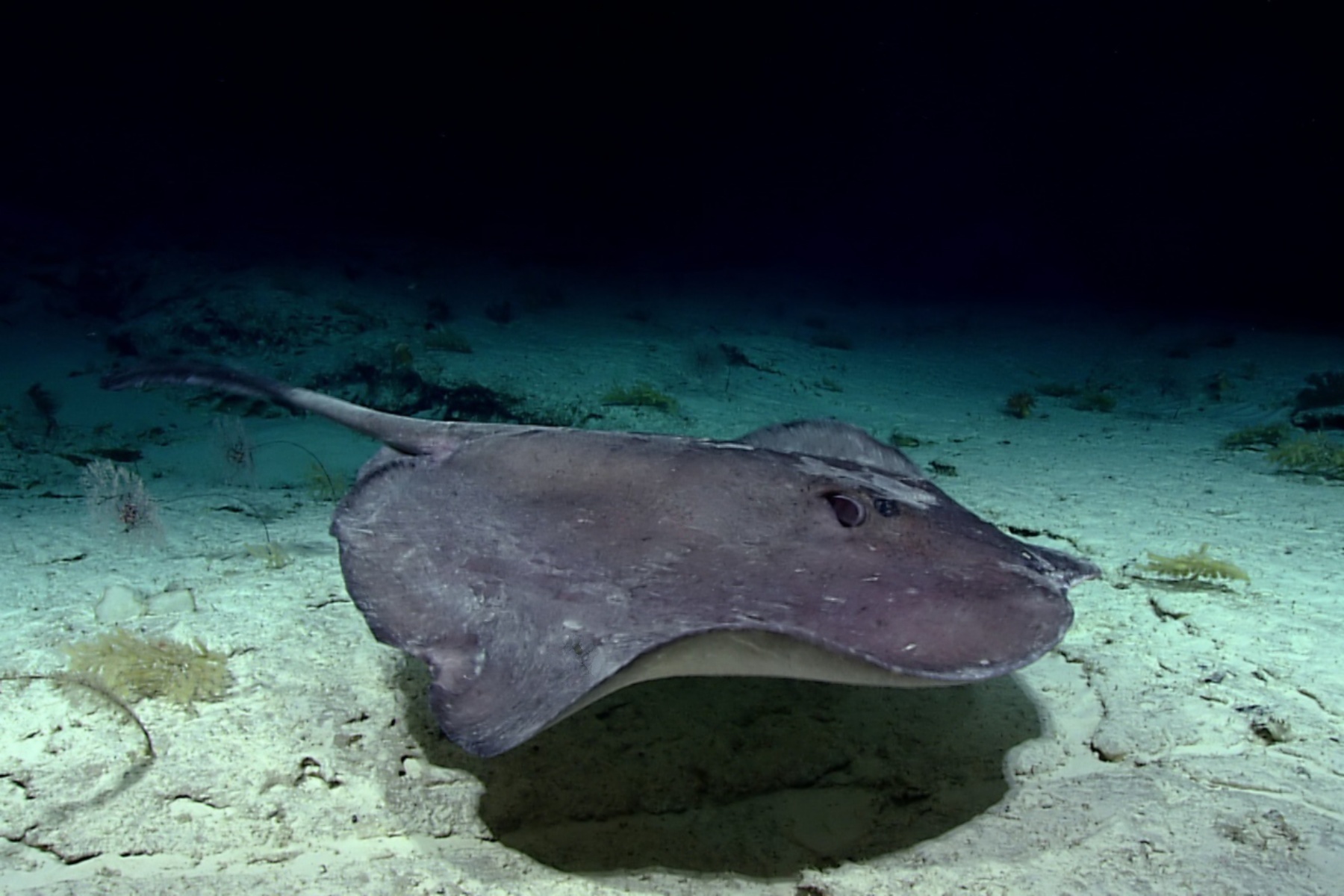 The mysteries of Earth’s oceans in pictures - Espresso Mag