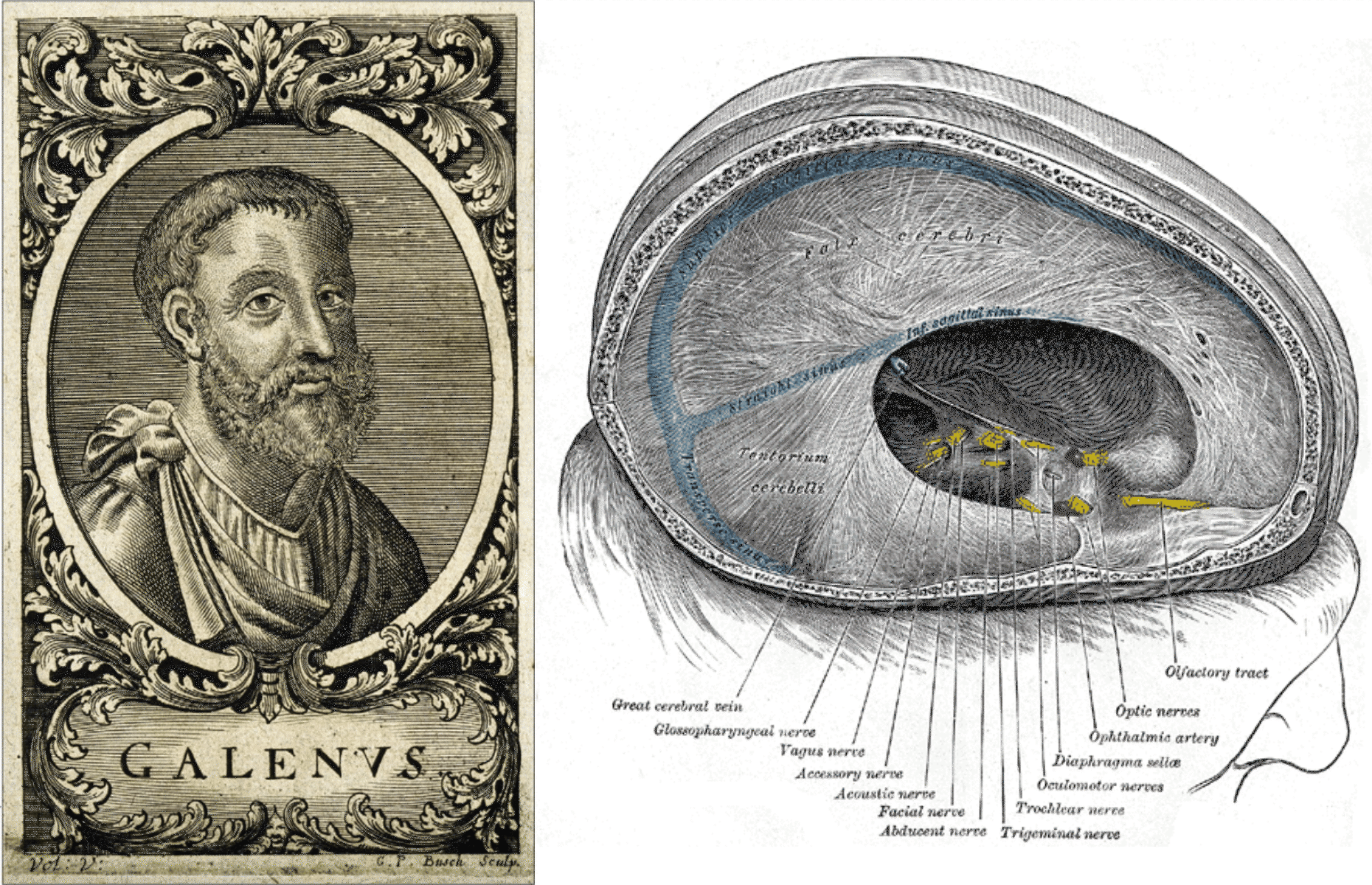 20 body parts named after people - Espresso Mag