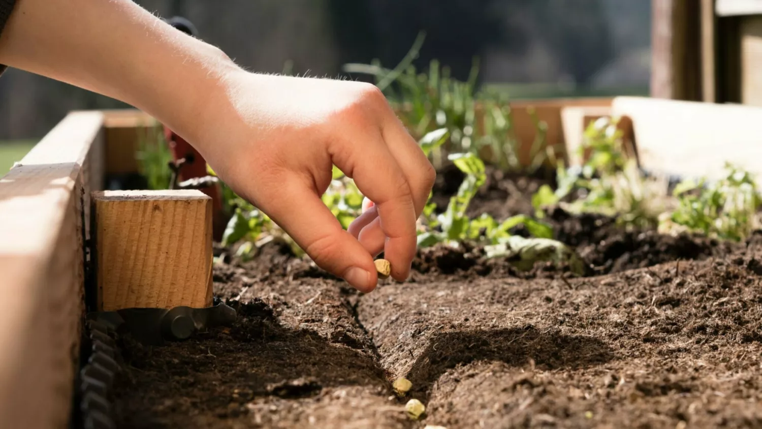 Potager bio : 5 semenciers à découvrir | QuébecBio