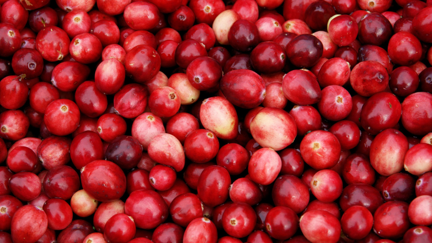 La canneberge biologique | QuébecBio