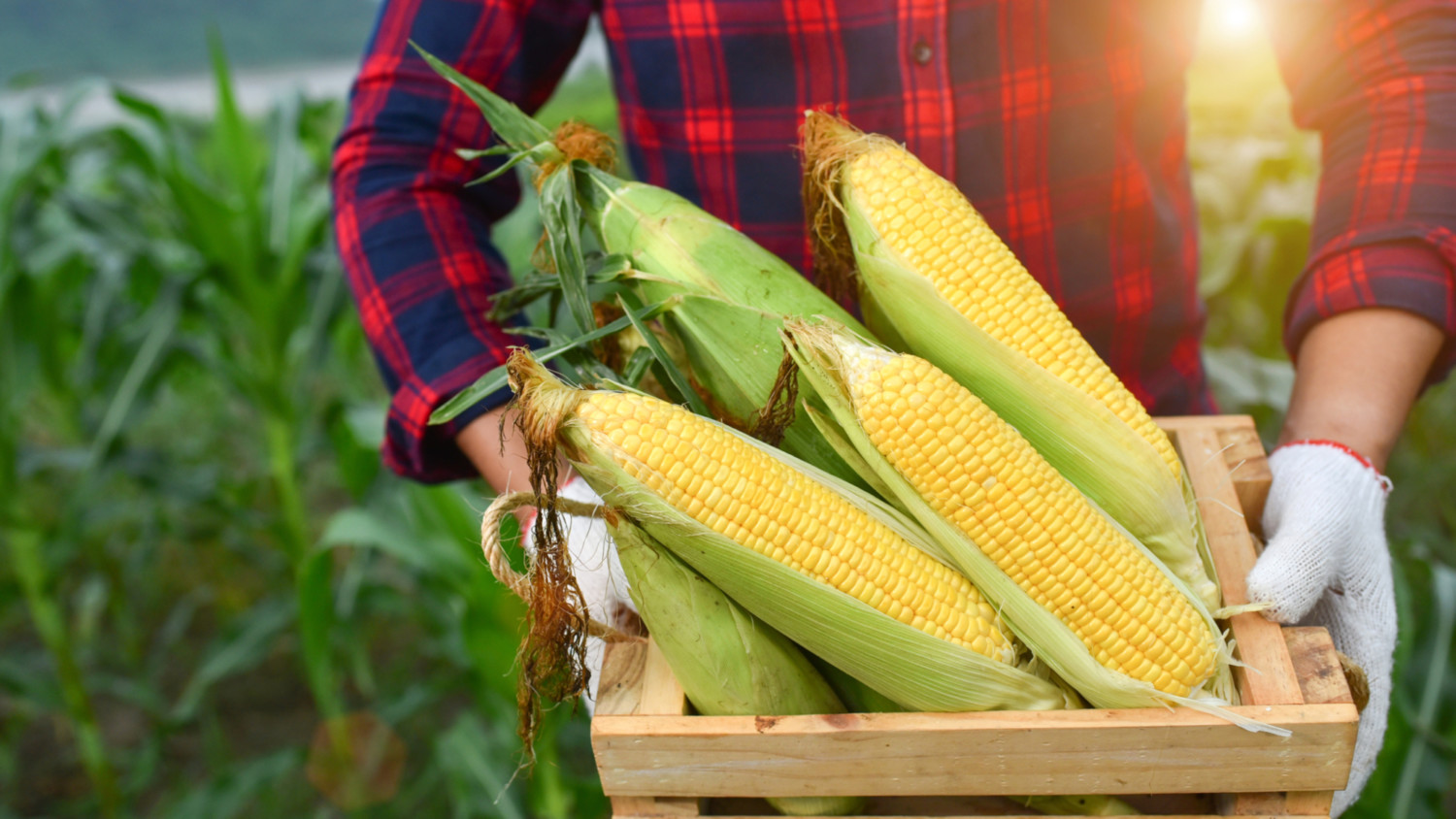 Le maïs biologique québécois: un incontournable cet été! | QuébecBio