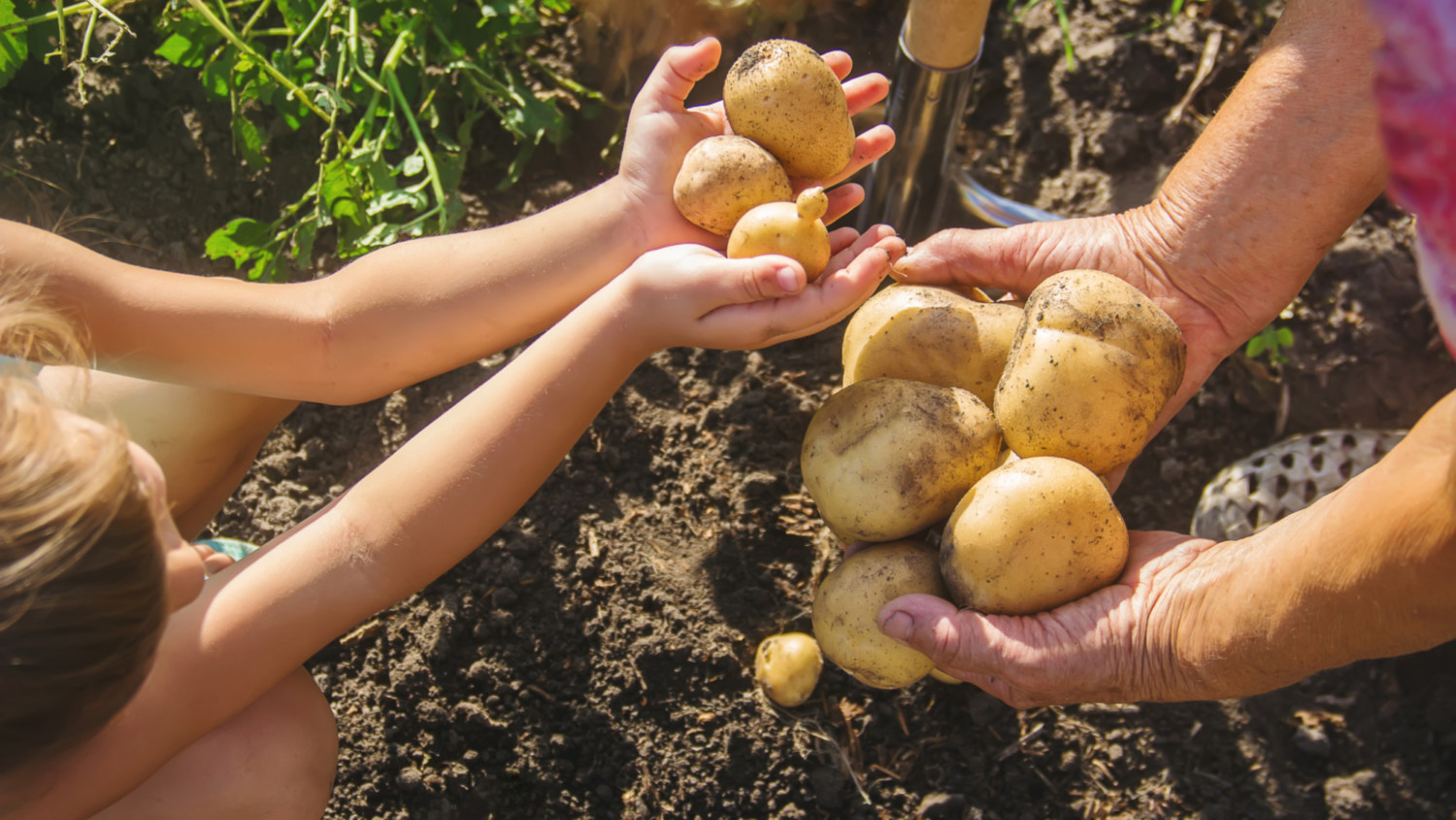 Redécouvrons notre pomme de terre québécoise! | QuébecBio