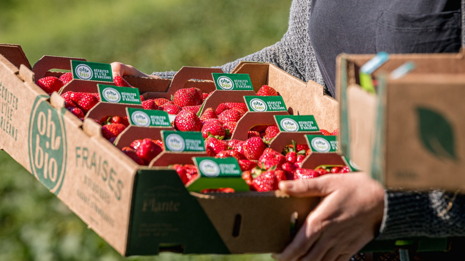 Les petits fruits bios du Québec: pourquoi ont-ils tant… | QuébecBio