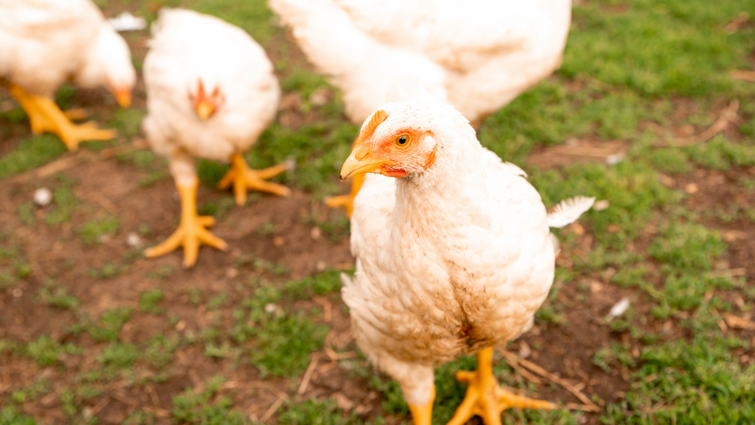 La viande de poulet bio du Québec: une valeur sûre! | QuébecBio