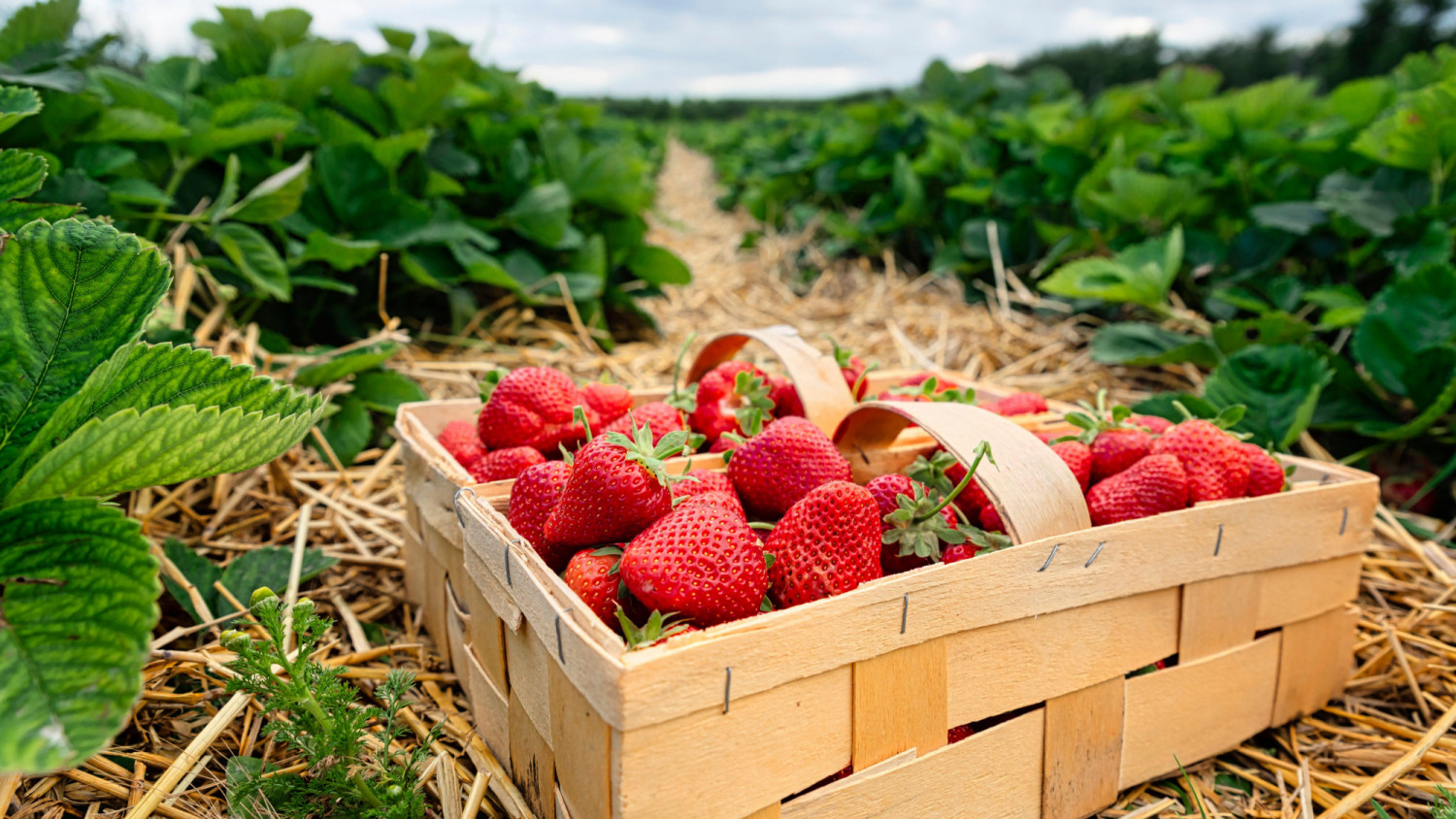 Les petits fruits bios du Québec: pourquoi ont-ils tant… | QuébecBio