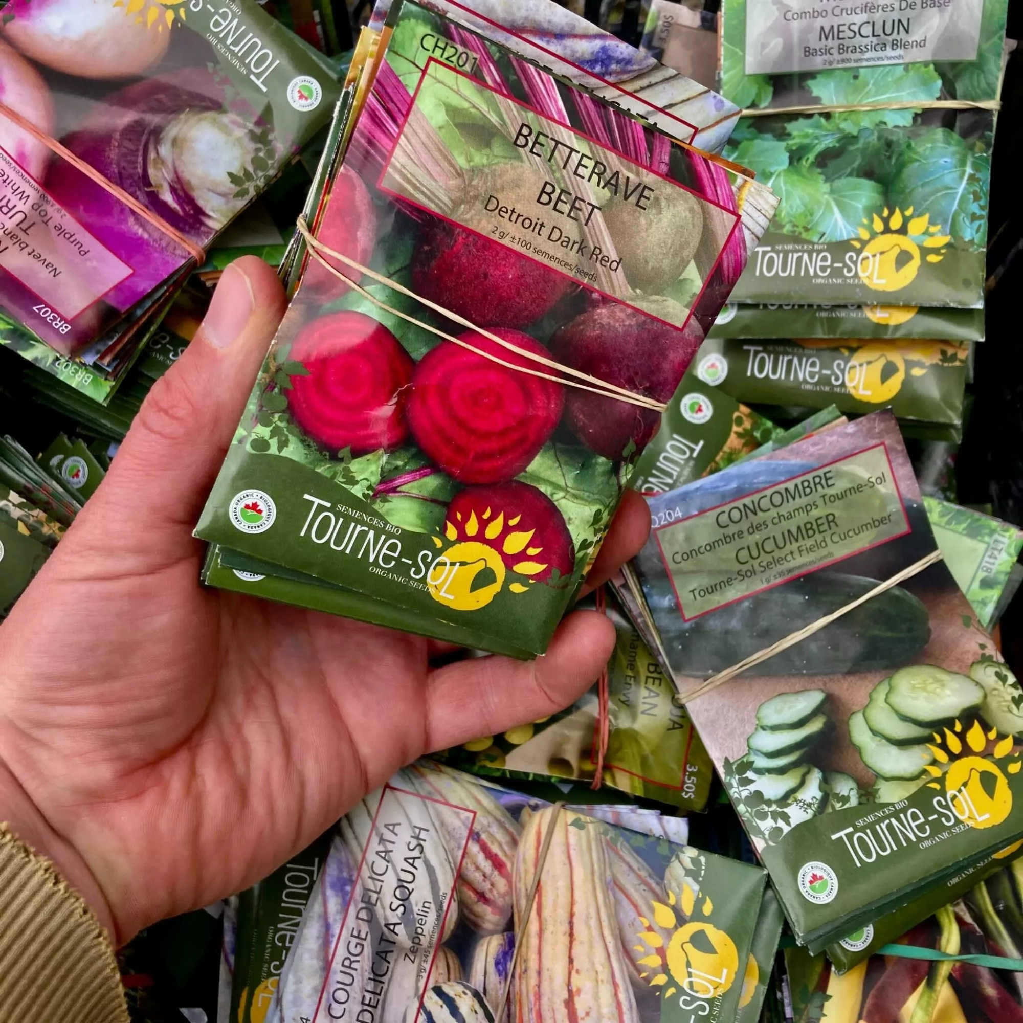 Potager bio : 5 semenciers à découvrir | QuébecBio