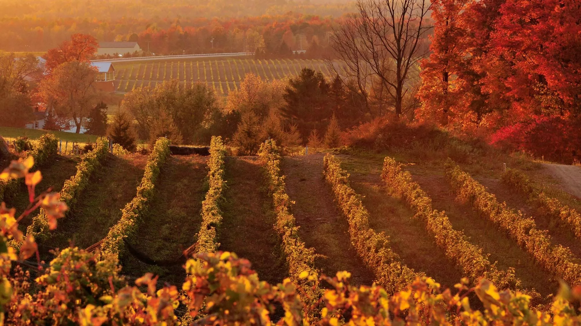 Visitez nos vignobles en mode bio! | QuébecBio