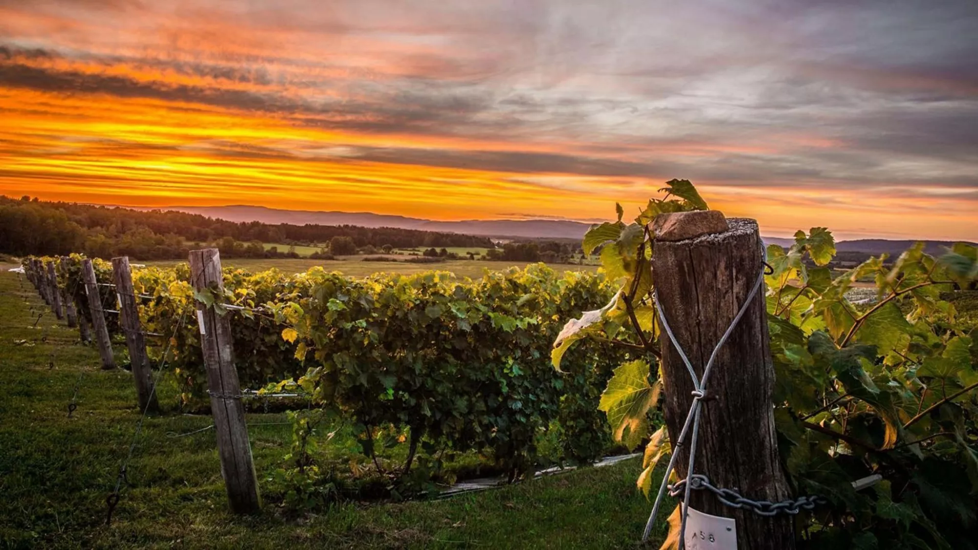 10 endroits pour trinquer en mode bio d’ici | QuébecBio