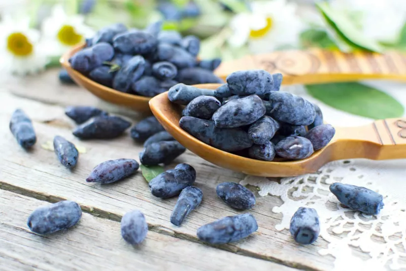 3 produits bios d’ici aux saveurs fruitées et florales | QuébecBio