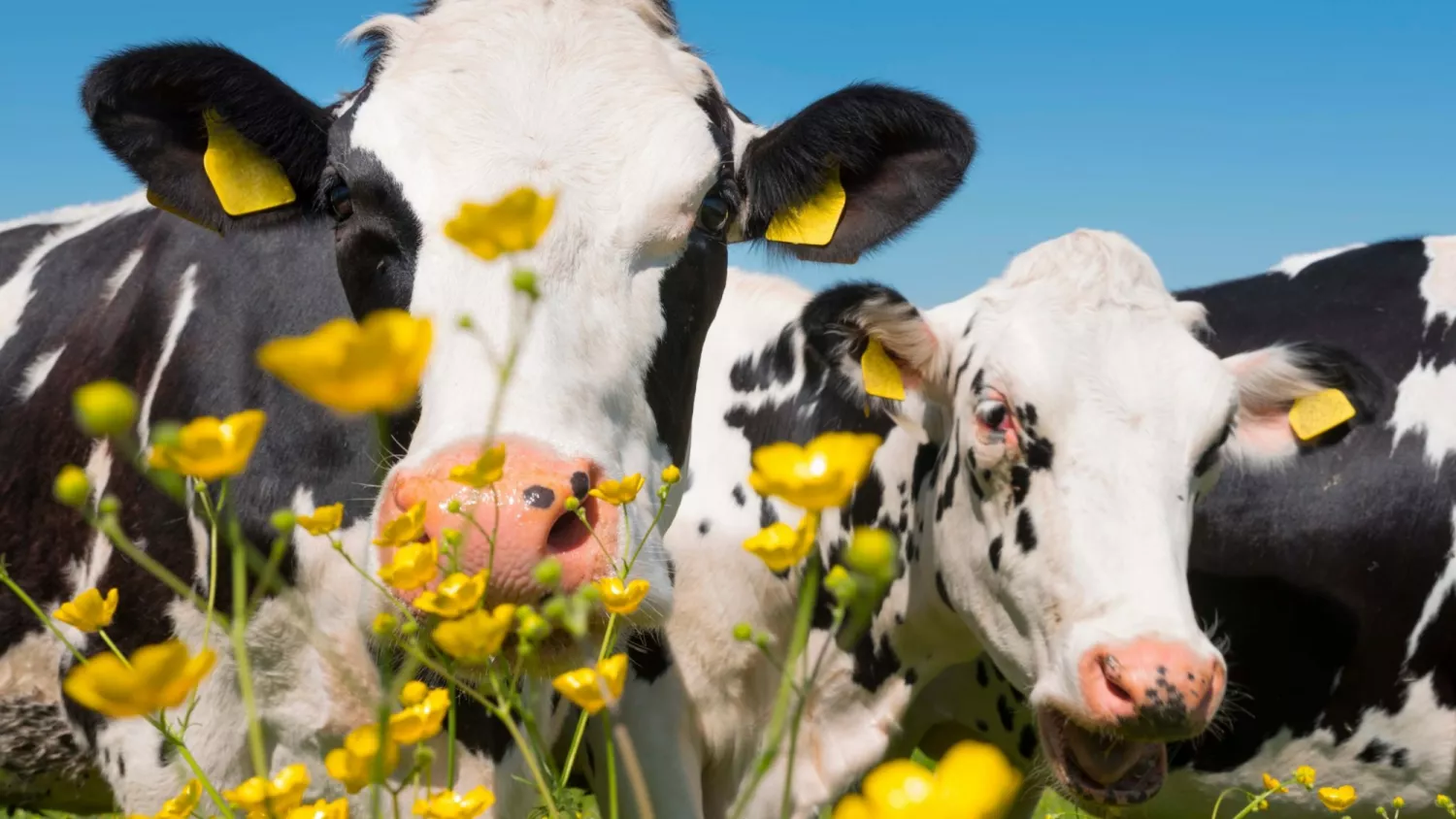 Le lait biologique | QuébecBio
