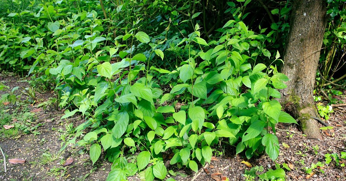 Invasive alien plants in the Capital… | National Capital Commission