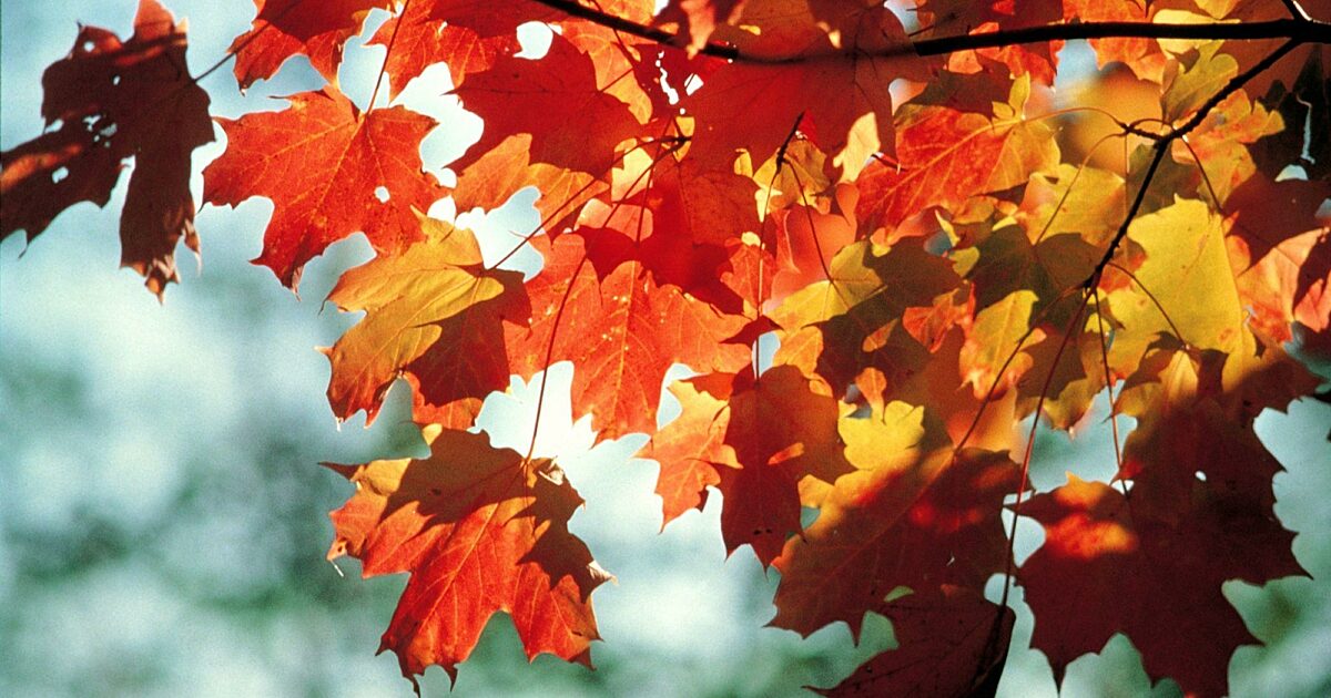 Fall Rhapsody - National Capital Commission