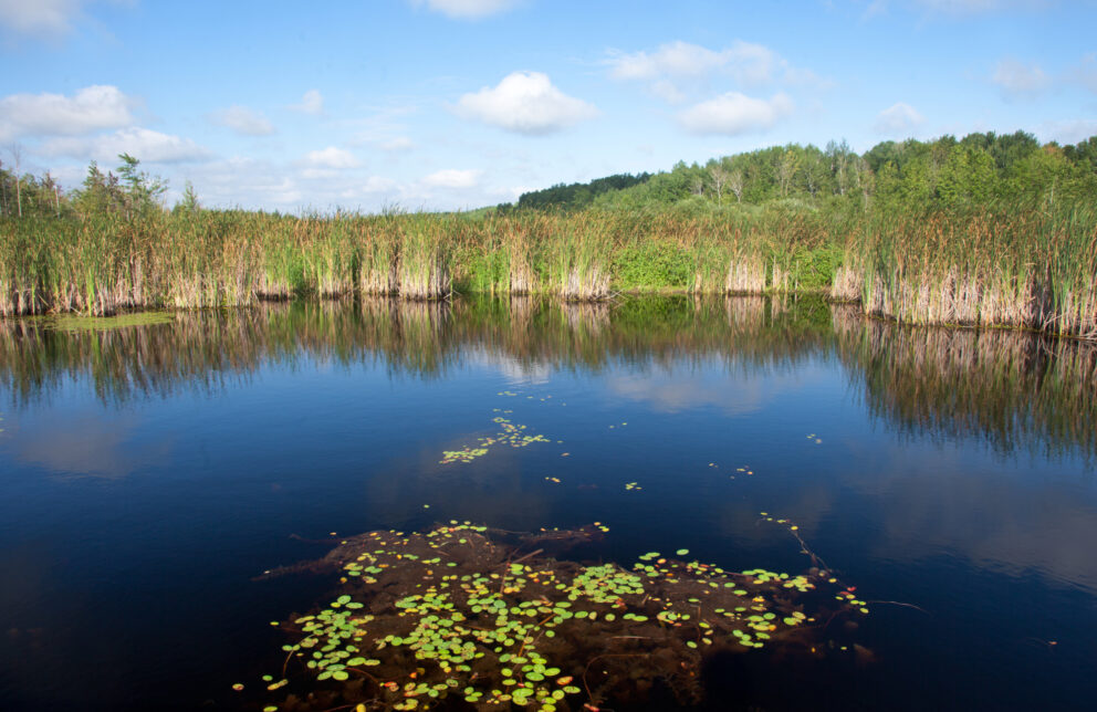 Mer Bleue | National Capital Commission