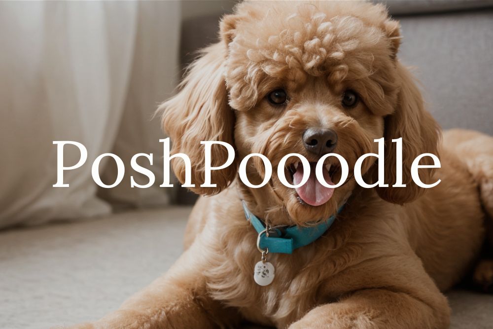 Posh Pooodle