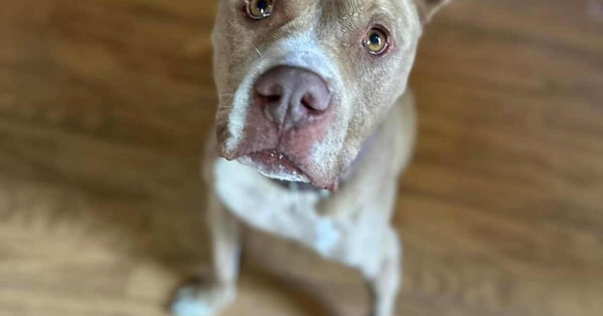 In Memory of Duke ️ - SAINTS Rescue