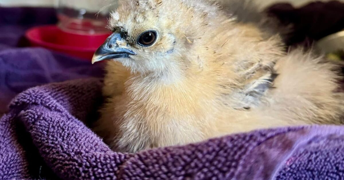 In Memory of Henny - SAINTS Rescue