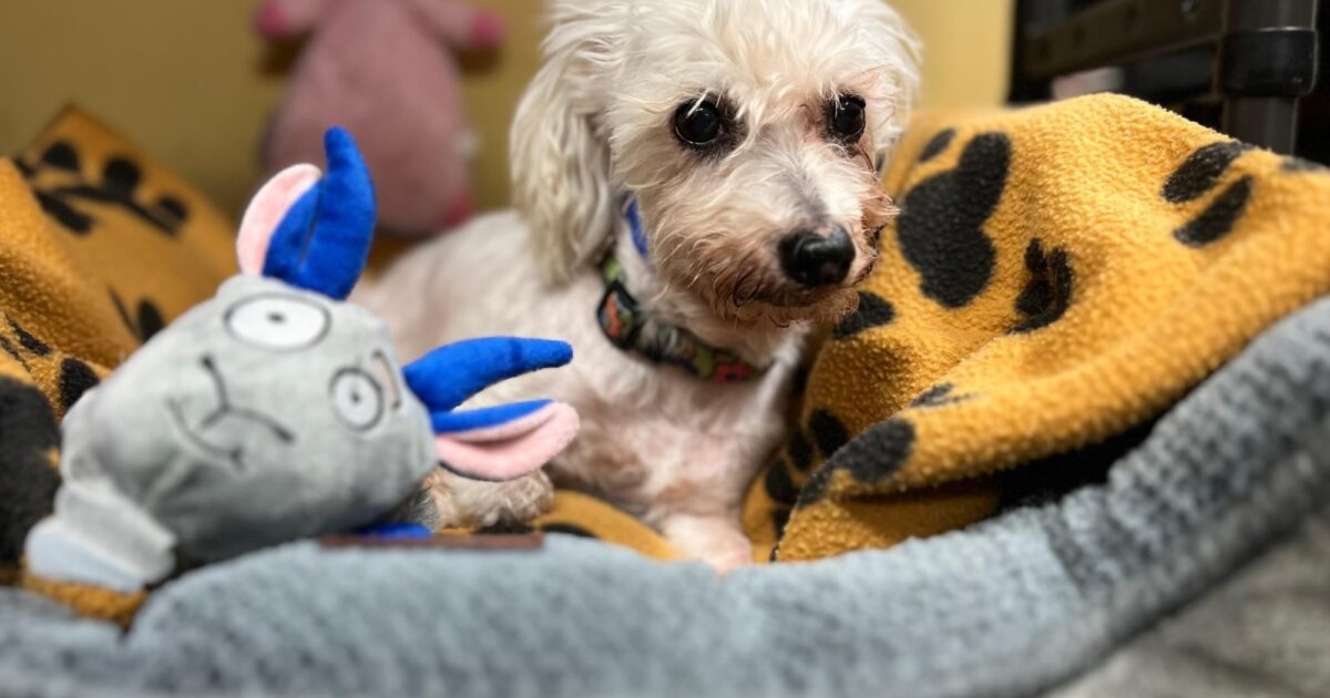 Meet Hailey (now Chloe) - SAINTS Rescue