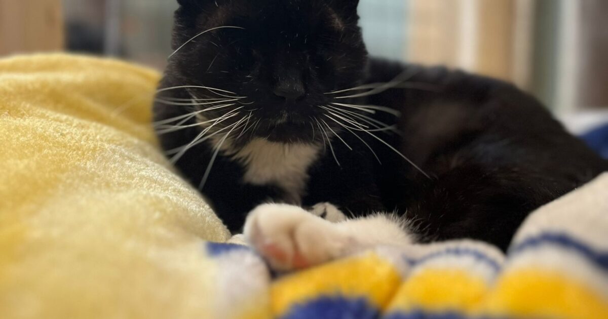 In Memory of Victor ️ - SAINTS Rescue