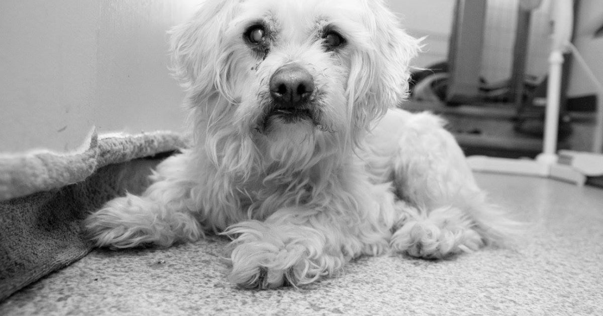 In Memory of Zeus - SAINTS Rescue